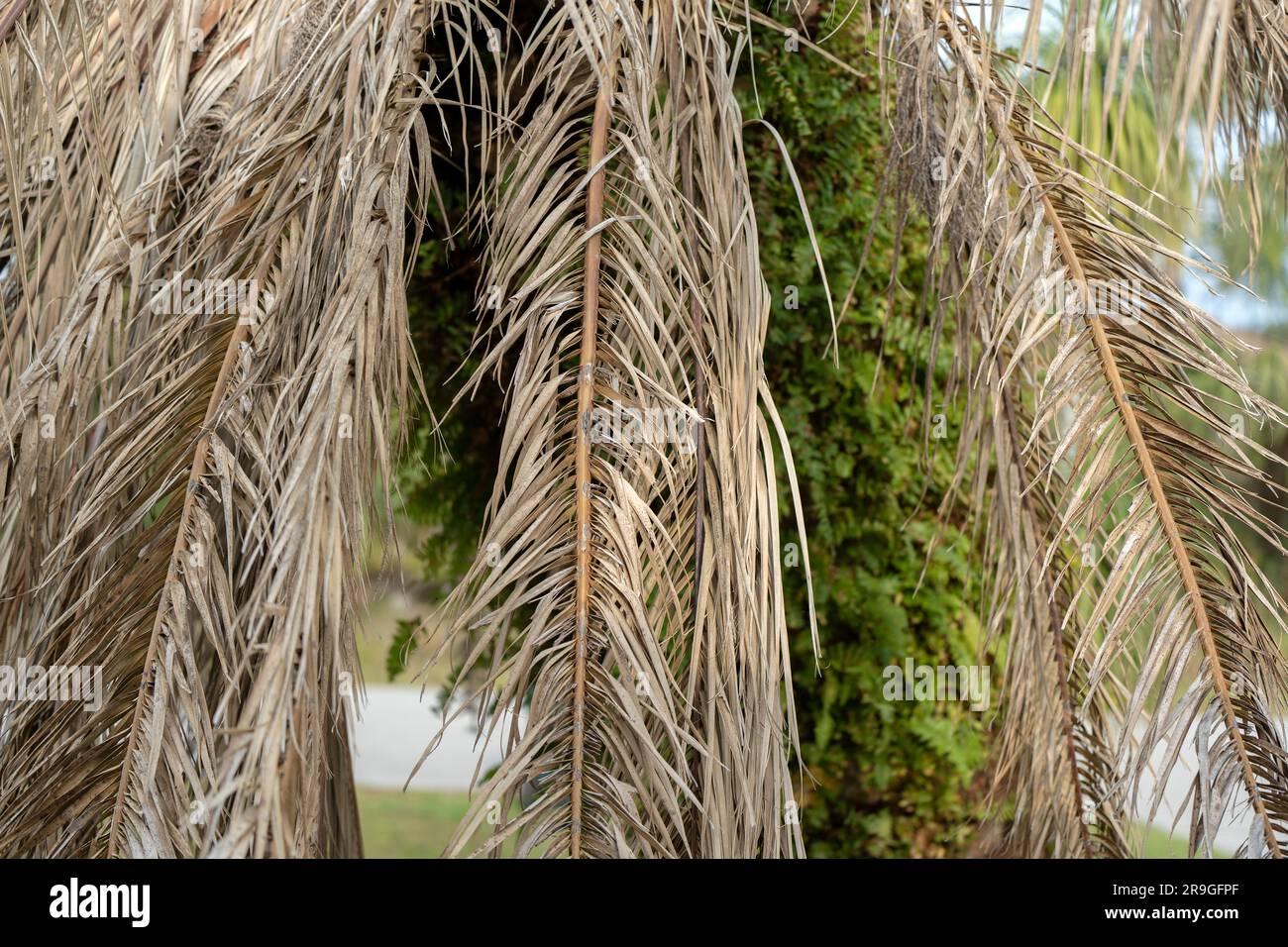Dry dead palm tree on Florida home backyard Stock Photo - Alamy