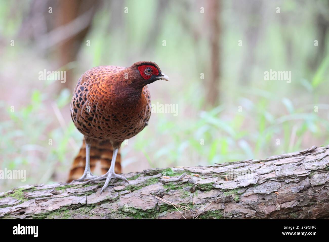 Copper Pheasant (Syrmaticus soemmerringii) ssp.soemmerringii, north ...