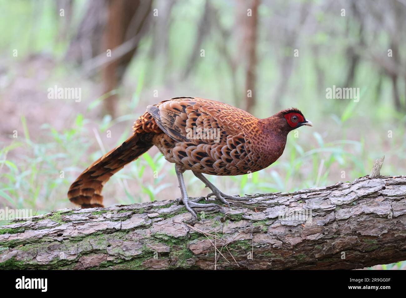 Copper Pheasant (Syrmaticus soemmerringii) ssp.soemmerringii, north ...