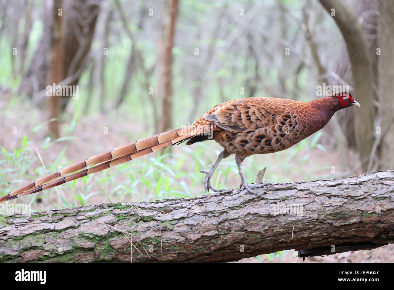 Copper Pheasant (Syrmaticus soemmerringii) ssp.soemmerringii, north ...