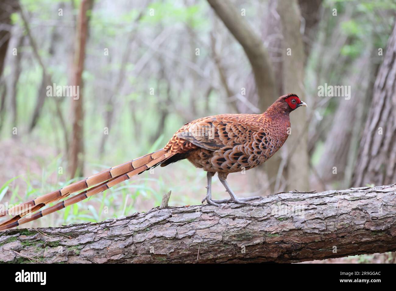 Copper Pheasant (Syrmaticus soemmerringii) ssp.soemmerringii, north ...