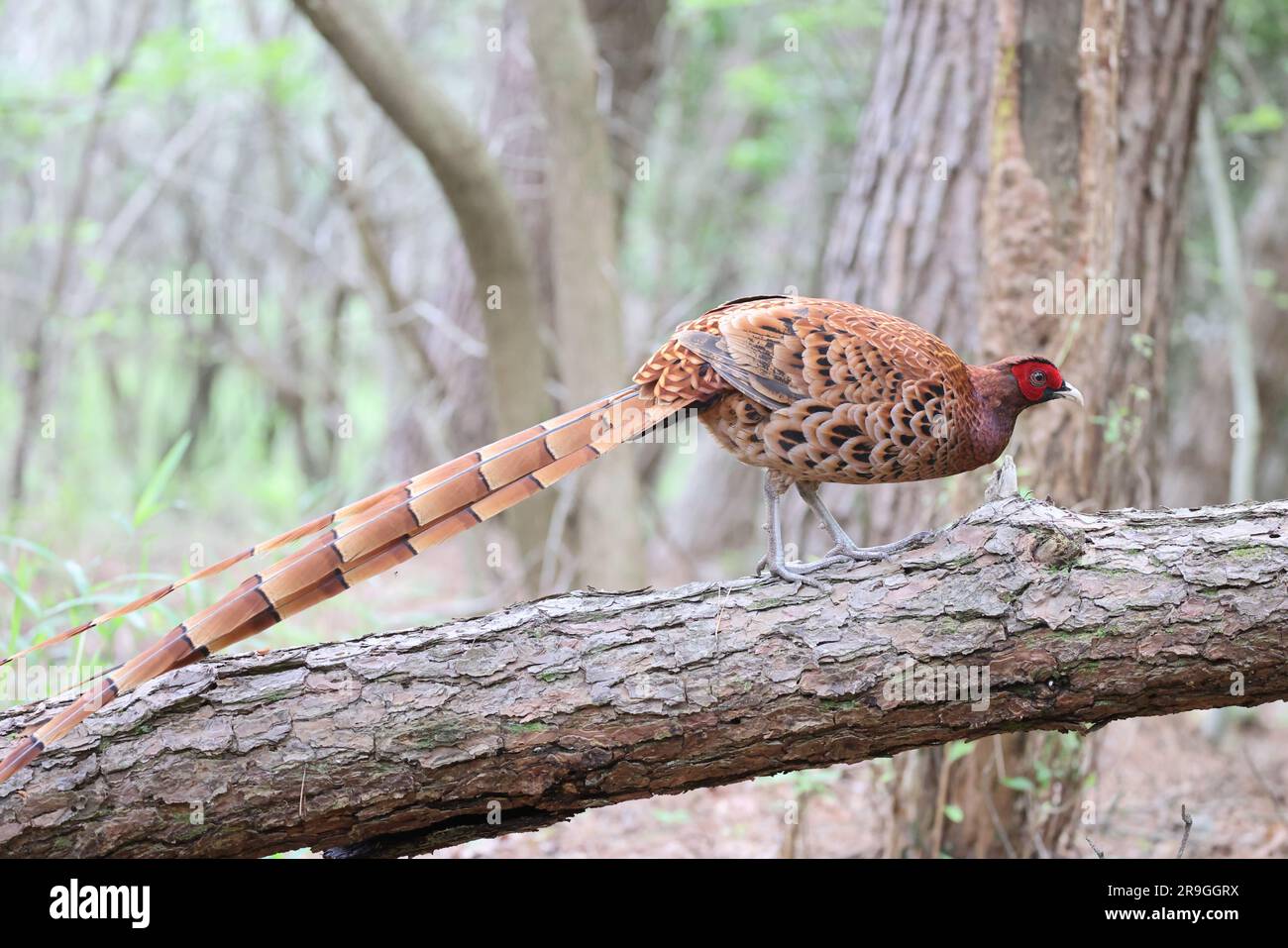 Copper Pheasant (Syrmaticus soemmerringii) ssp.soemmerringii, north ...