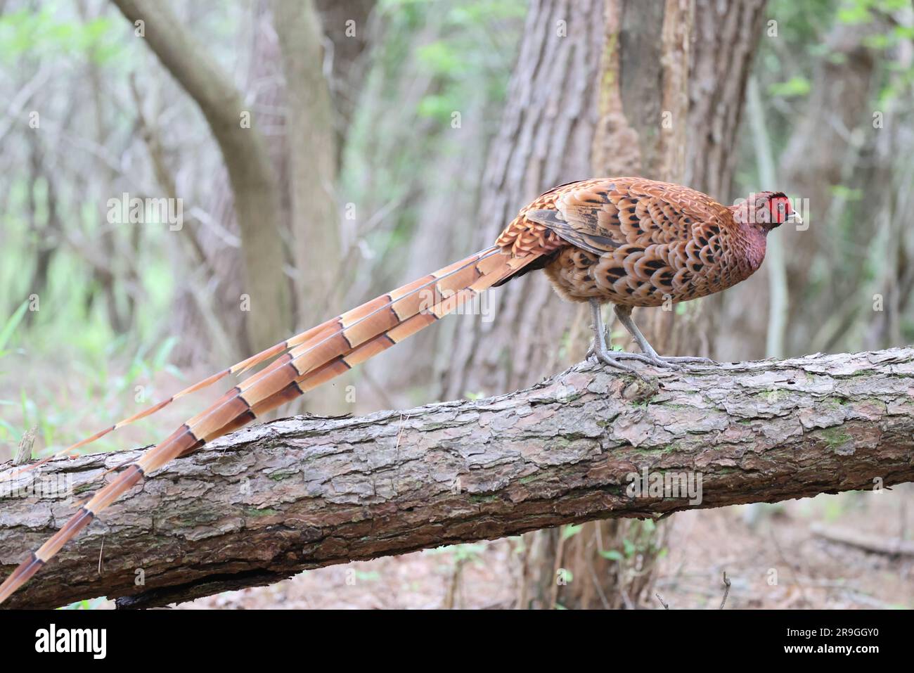 Copper Pheasant (Syrmaticus soemmerringii) ssp.soemmerringii, north ...