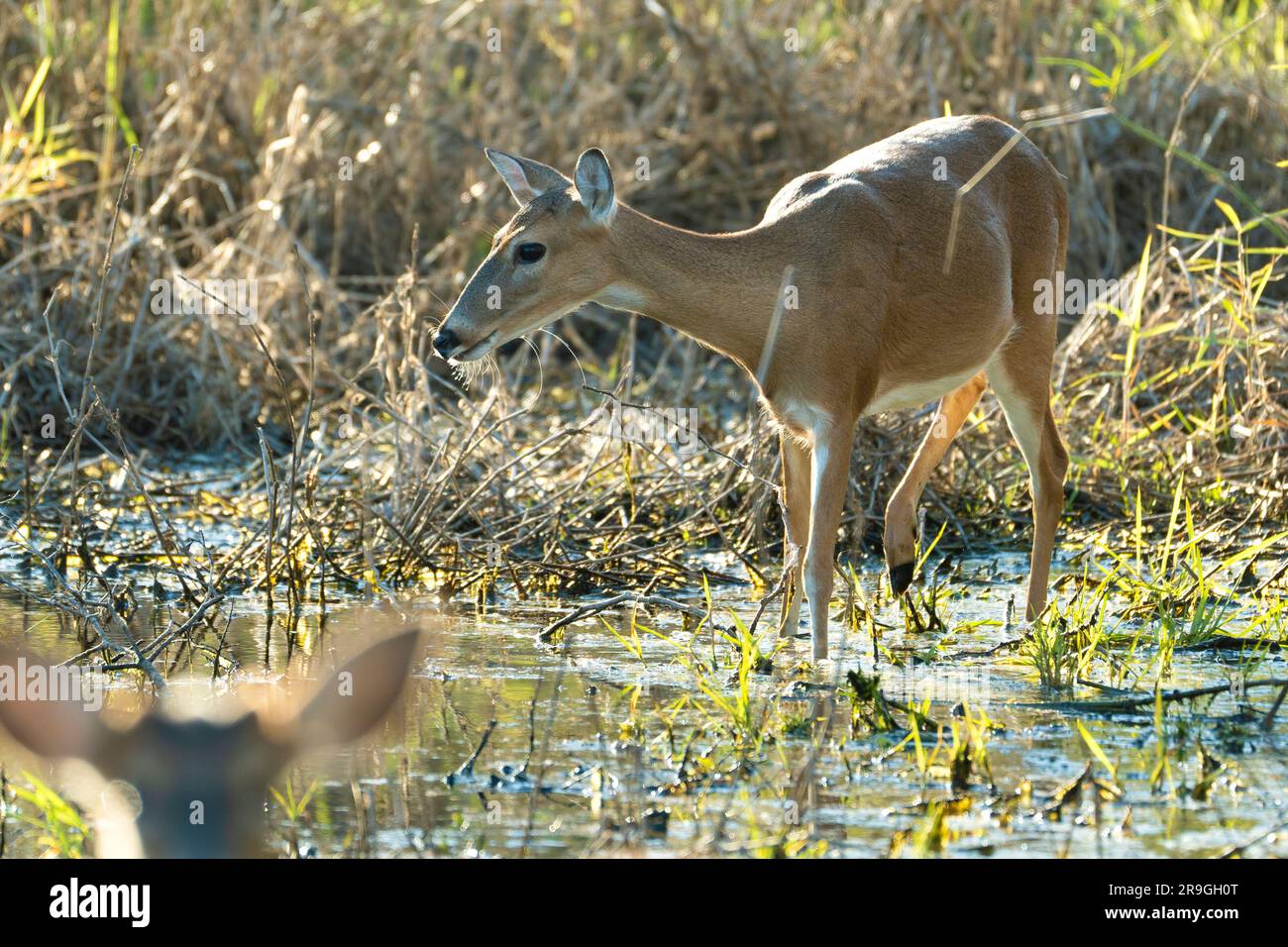 Florida key deer water hi-res stock photography and images - Alamy