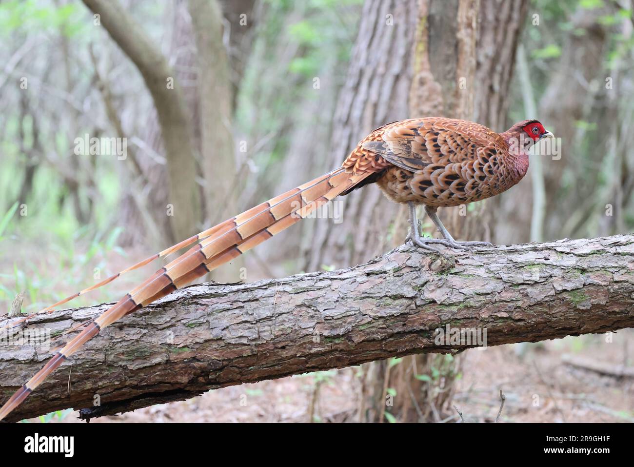 Copper Pheasant (Syrmaticus soemmerringii) ssp.soemmerringii, north ...