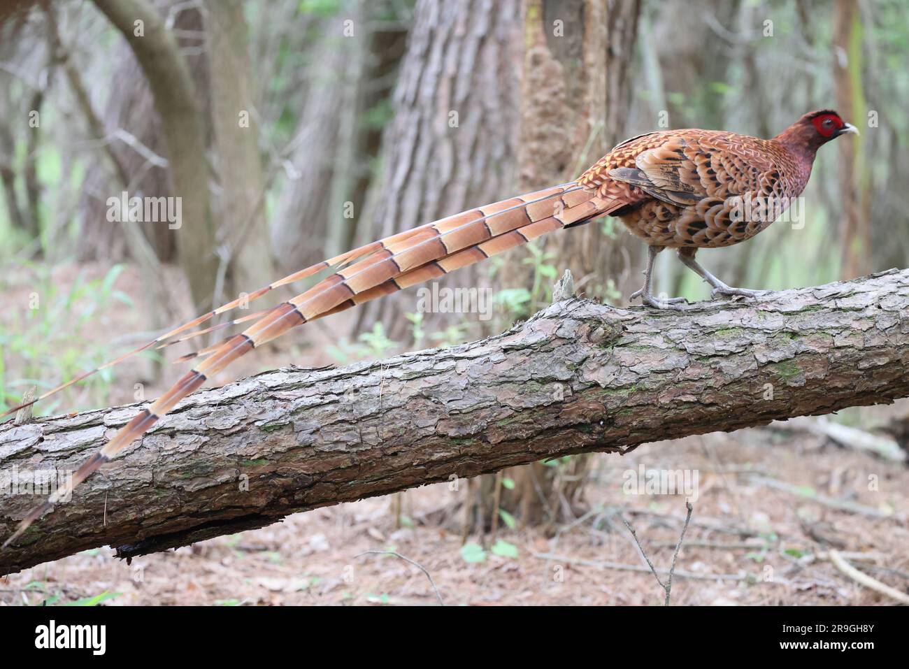 Copper Pheasant (Syrmaticus soemmerringii) ssp.soemmerringii, north ...
