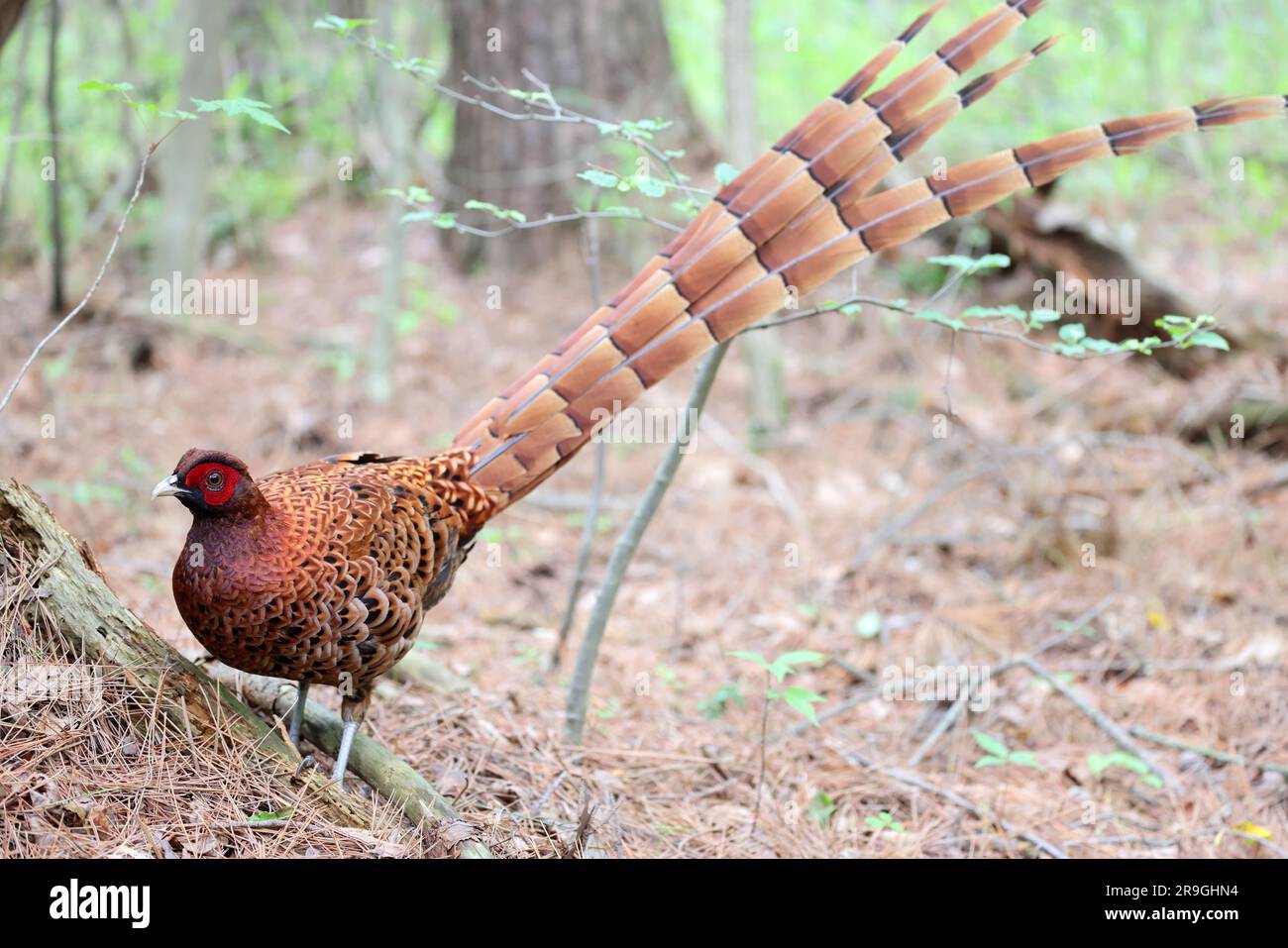 Copper Pheasant (Syrmaticus soemmerringii) ssp.soemmerringii, north ...