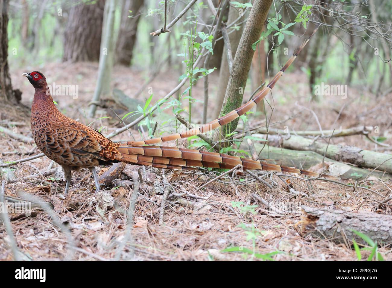 Copper Pheasant (Syrmaticus soemmerringii) ssp.soemmerringii, north ...
