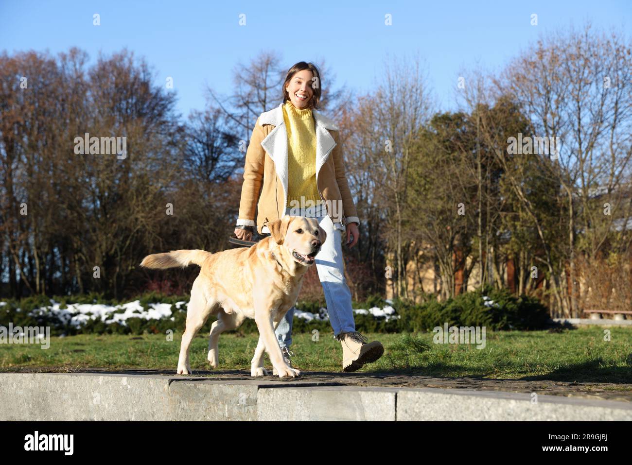 Young beautiful female walking labrador hi-res stock photography and ...