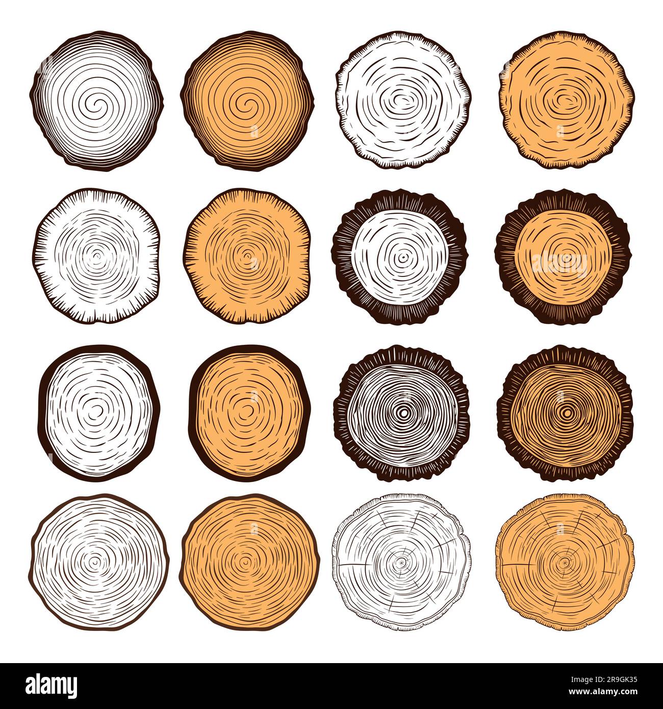 Vector Tree Ring, Saw Cut Tree Trunk, Wood Log, Cross. Pine, Oak Slices ...