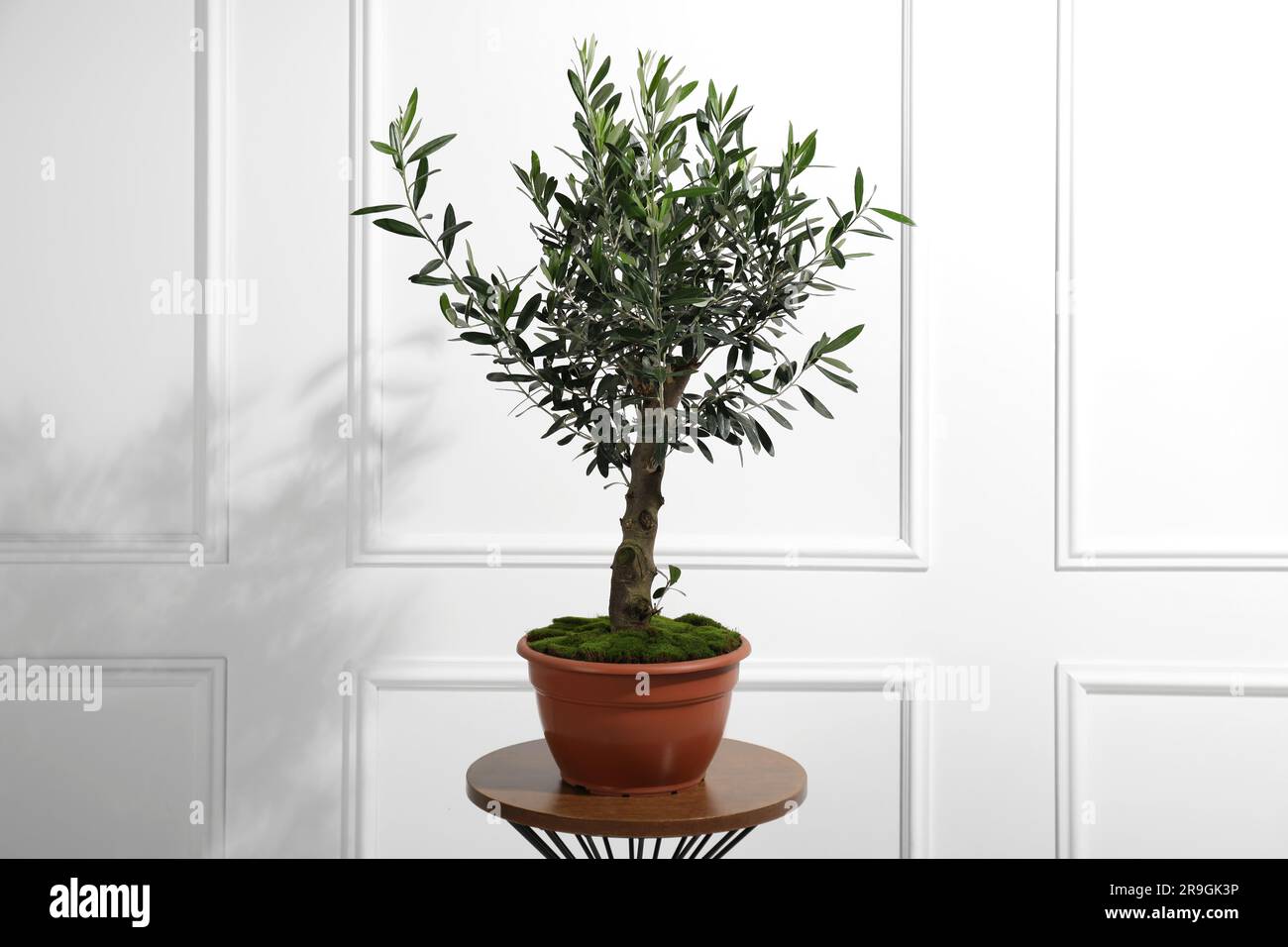 Beautiful young potted olive tree on table near white wall indoors ...