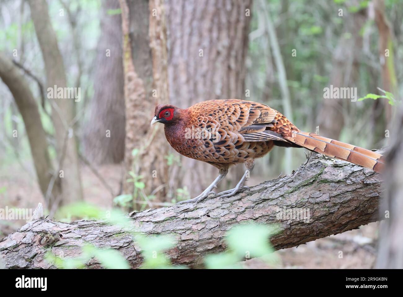 Copper Pheasant (Syrmaticus soemmerringii) ssp.soemmerringii, north ...