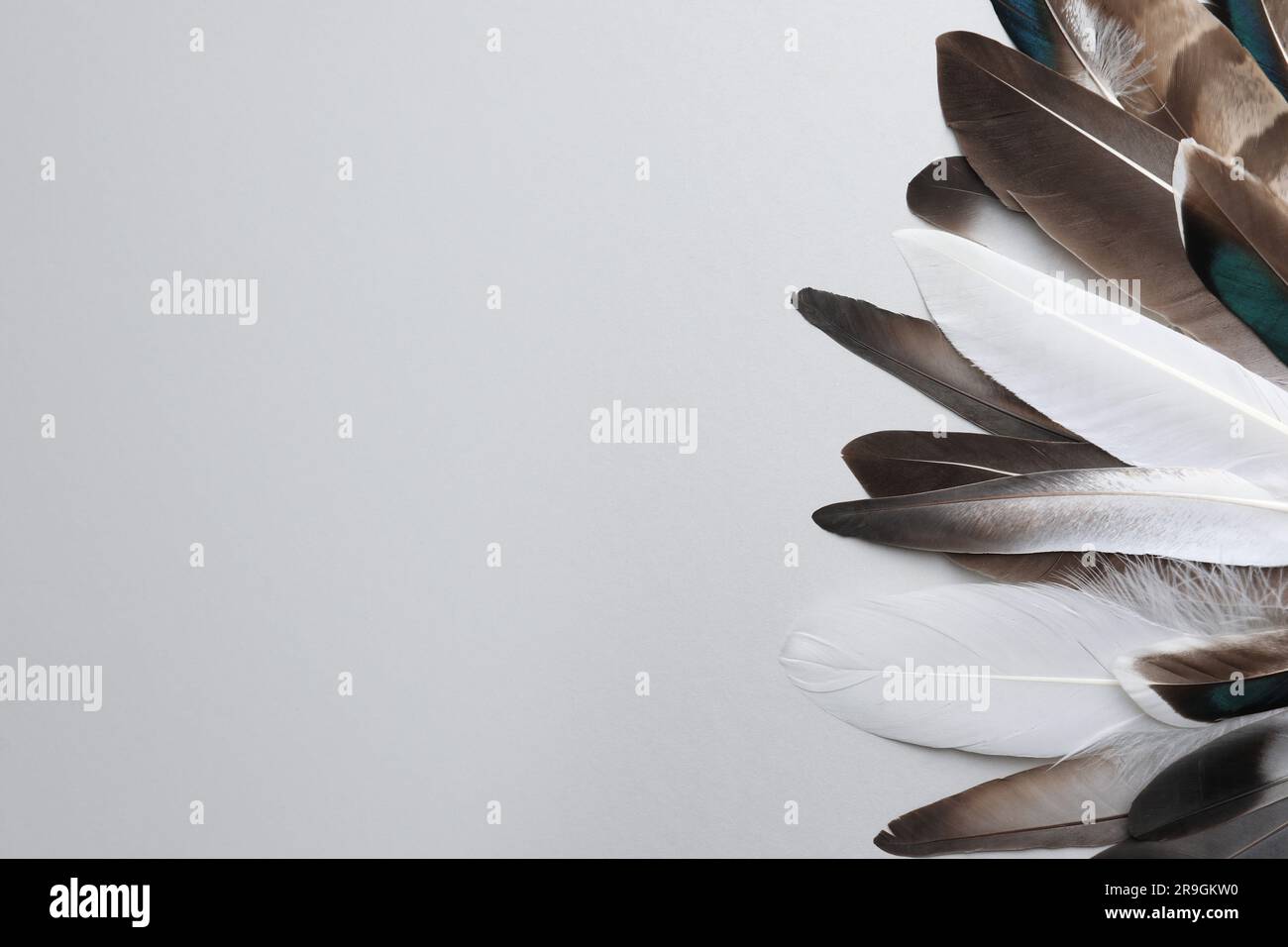 Many different bird feathers on white background, flat lay. Space for ...