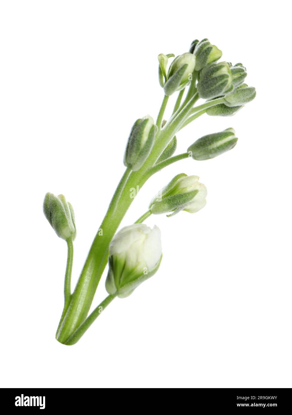 Tender buds of stock flower isolated on white Stock Photo - Alamy