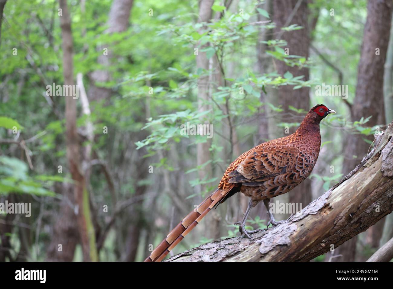 Copper Pheasant (Syrmaticus soemmerringii) ssp.soemmerringii, north ...