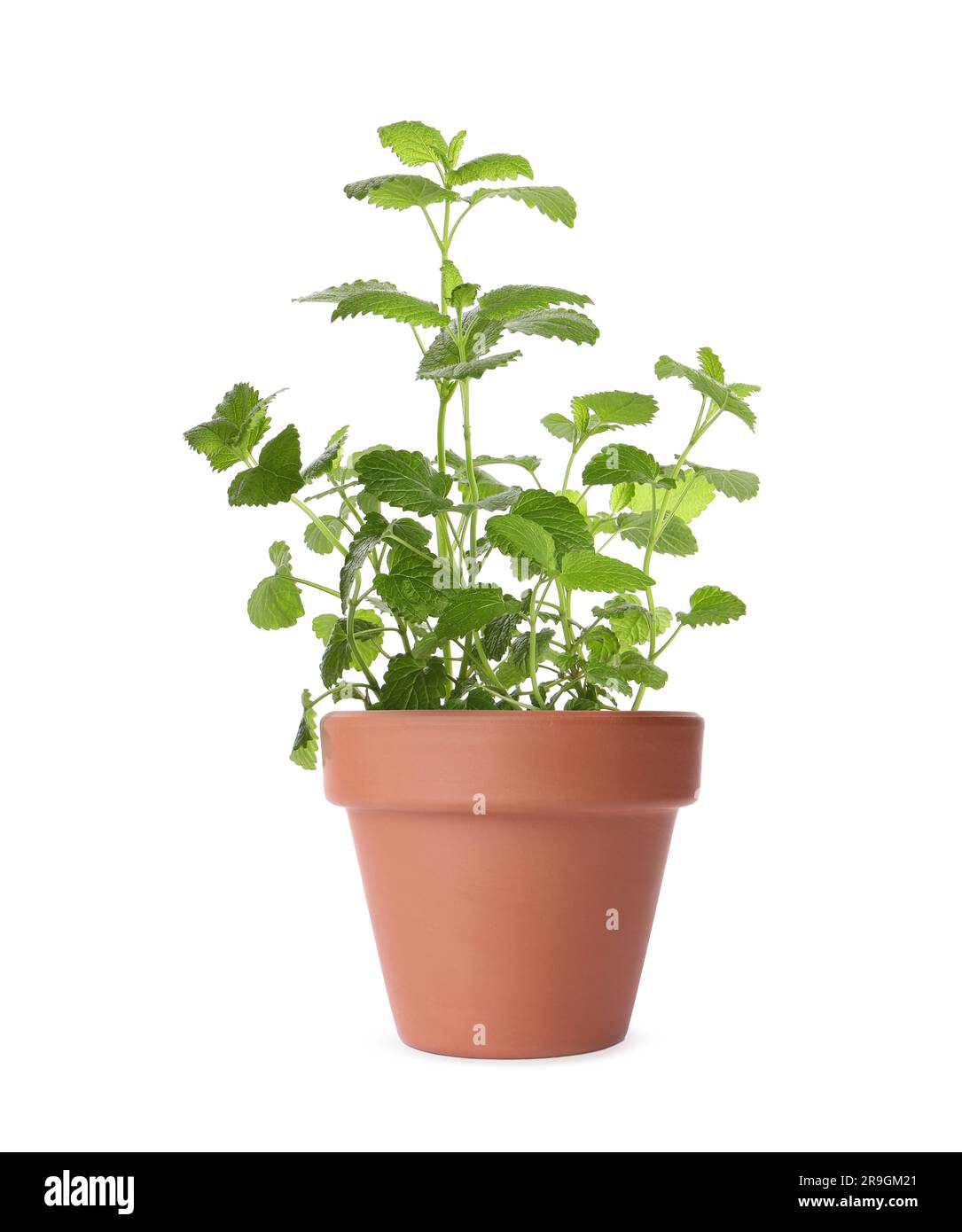 Green lemon balm in clay pot isolated on white Stock Photo - Alamy