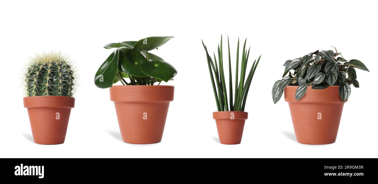 Collage with different potted plants on white background. House decor ...