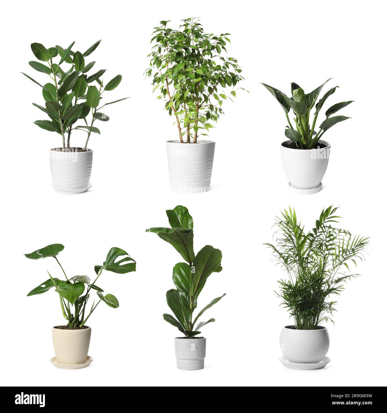 Collage with different potted plants on white background. House decor ...