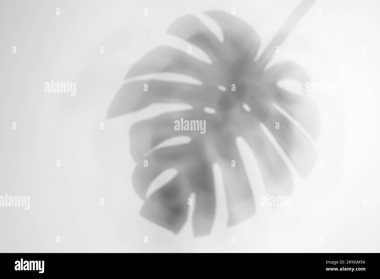 Shadow of monstera plant leaf on light background Stock Photo - Alamy