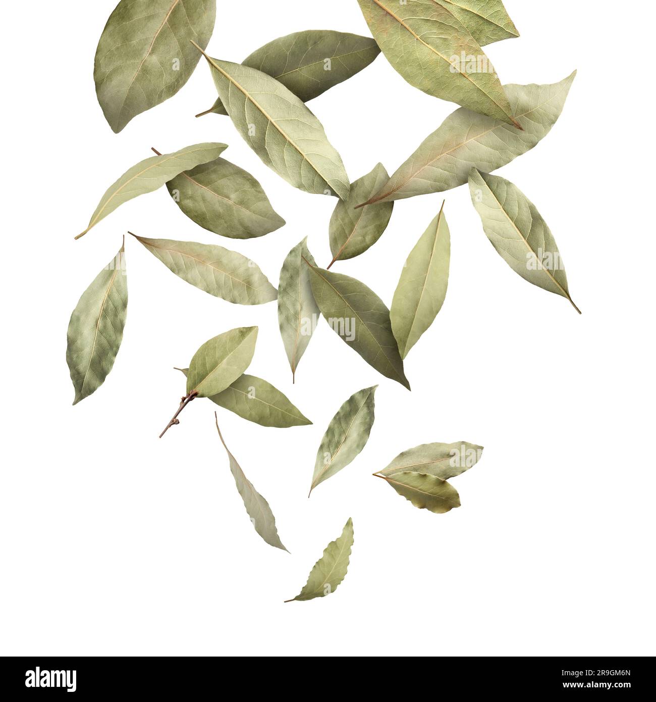 Dry bay leaves falling on white background Stock Photo - Alamy