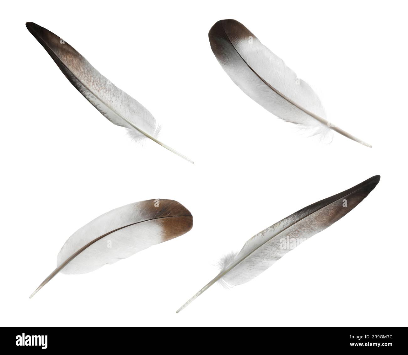 Set with beautiful feathers on white background Stock Photo - Alamy