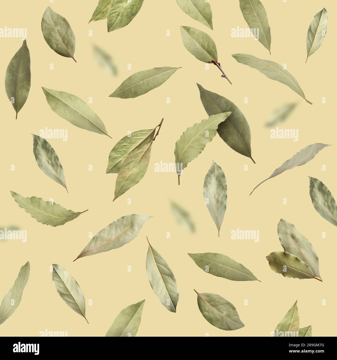 Dry bay leaves falling on pale goldenrod background Stock Photo - Alamy