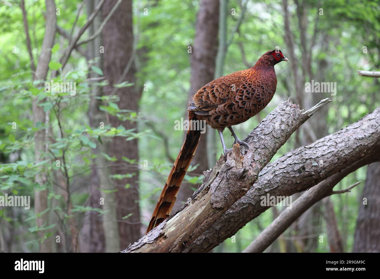 Copper Pheasant (Syrmaticus soemmerringii) ssp.soemmerringii, north ...