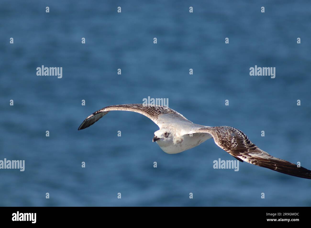 An Atlantic gull glides effortlessly taking advantage of the updraft ...