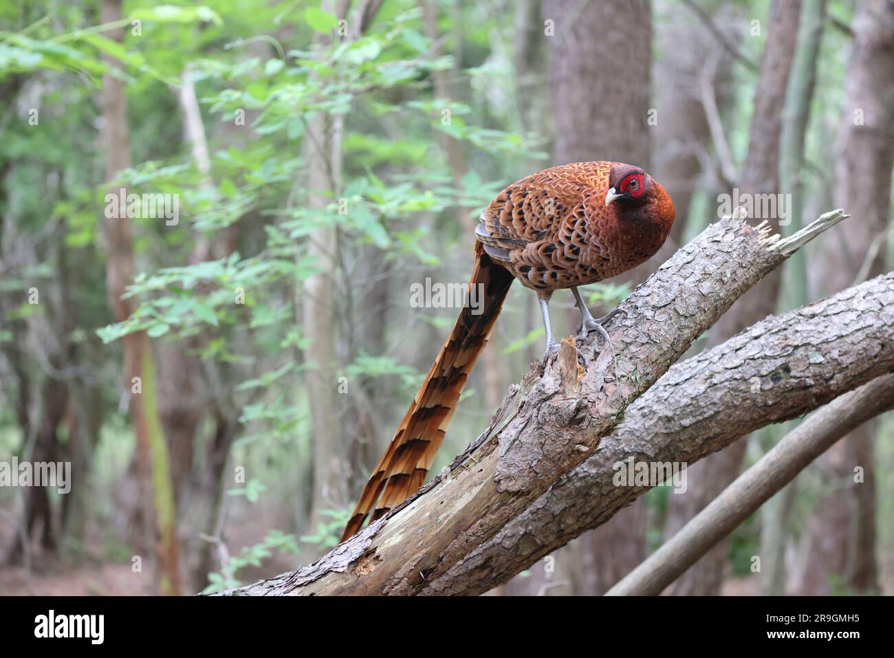Copper Pheasant (Syrmaticus soemmerringii) ssp.soemmerringii, north ...