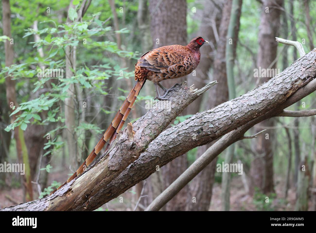 Copper Pheasant (Syrmaticus soemmerringii) ssp.soemmerringii, north ...