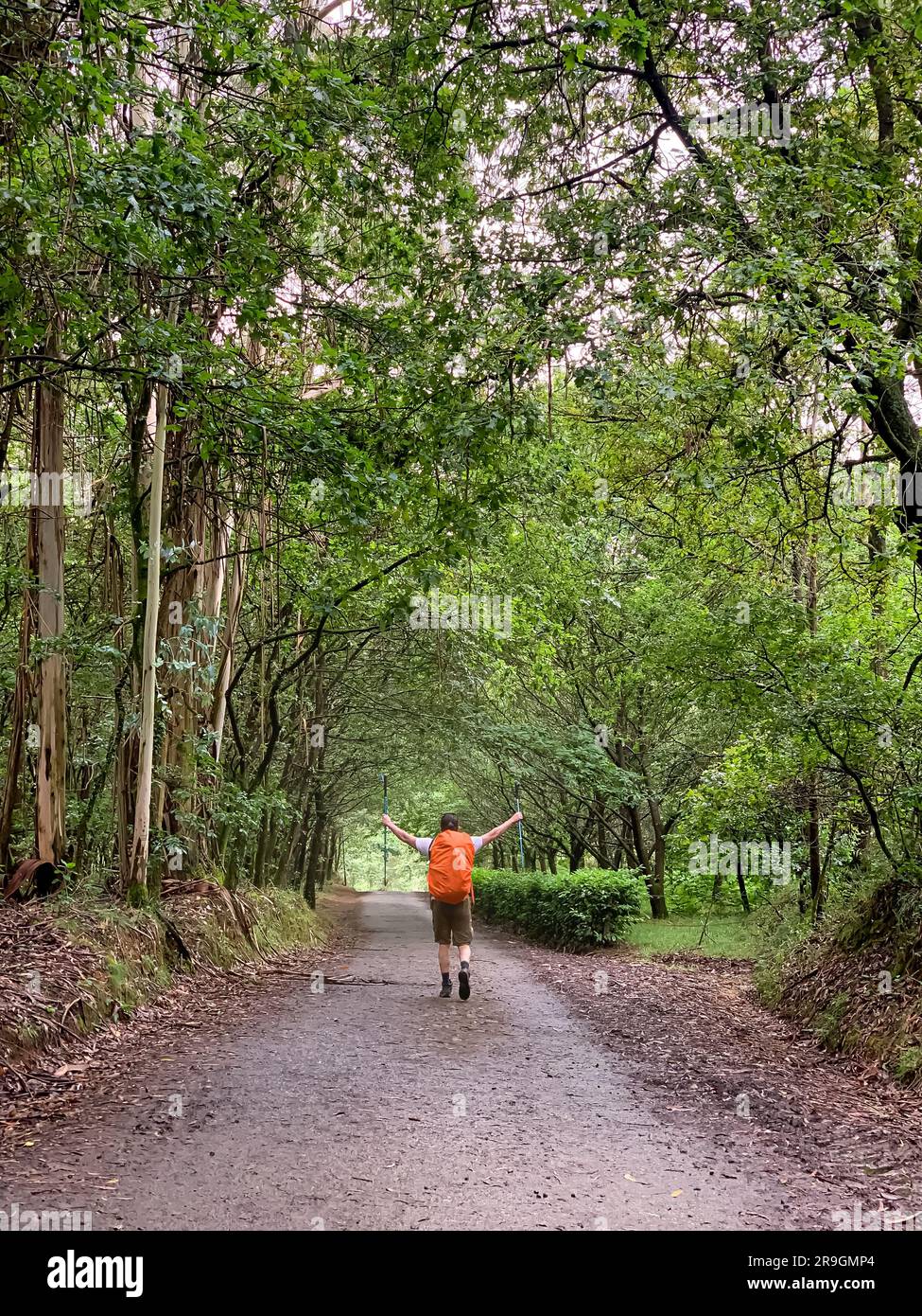 Rear view of happy hiker with backpack holding hiking poles with raised ...