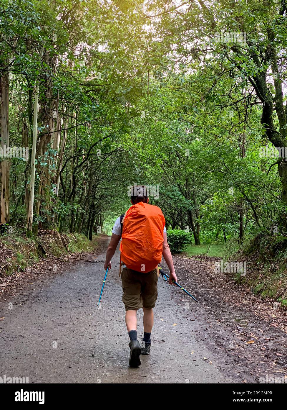 Hiker with backpack from behind holding hiking poles. Rear view of a ...