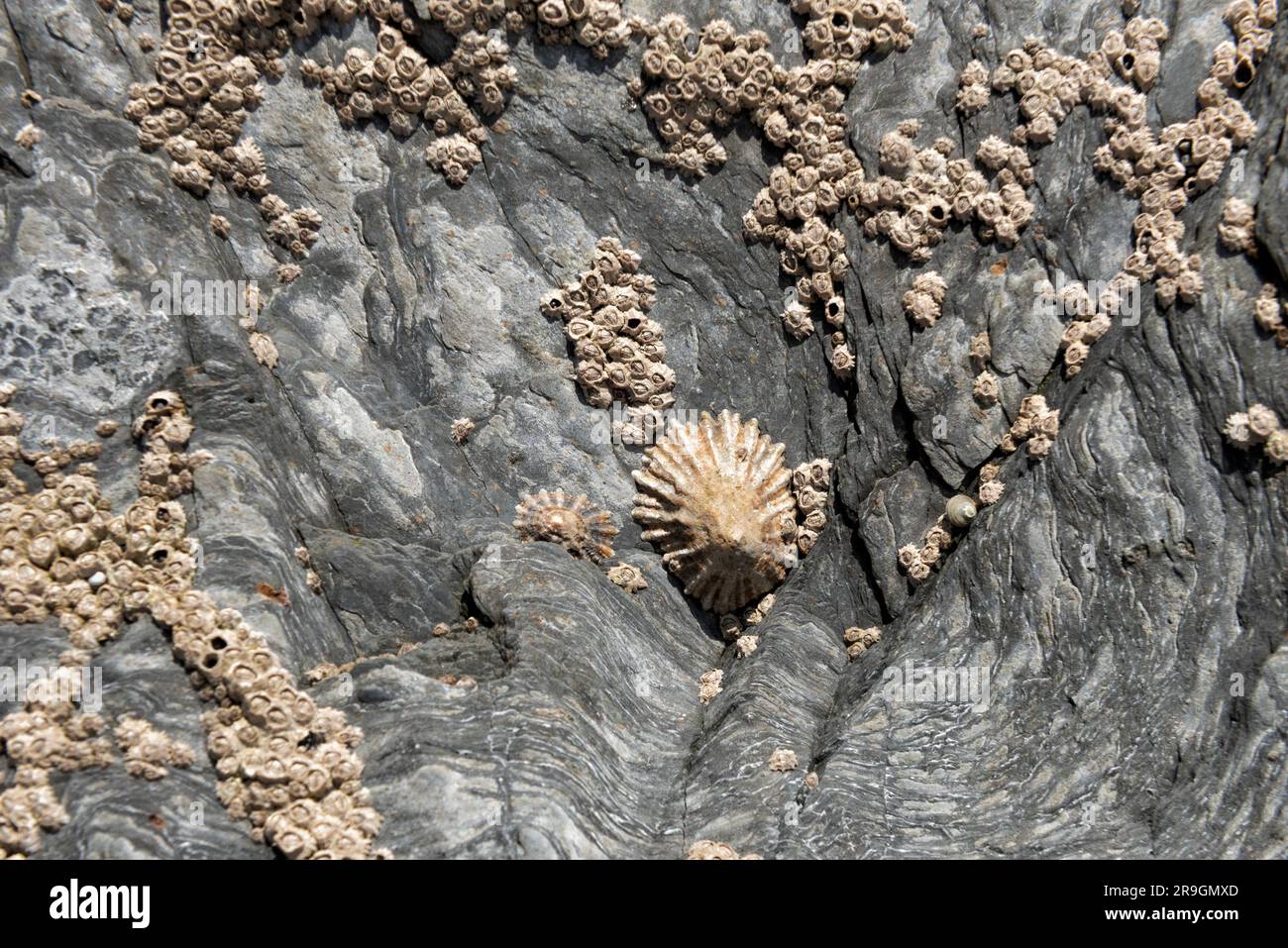Barnacle attached hi-res stock photography and images - Alamy