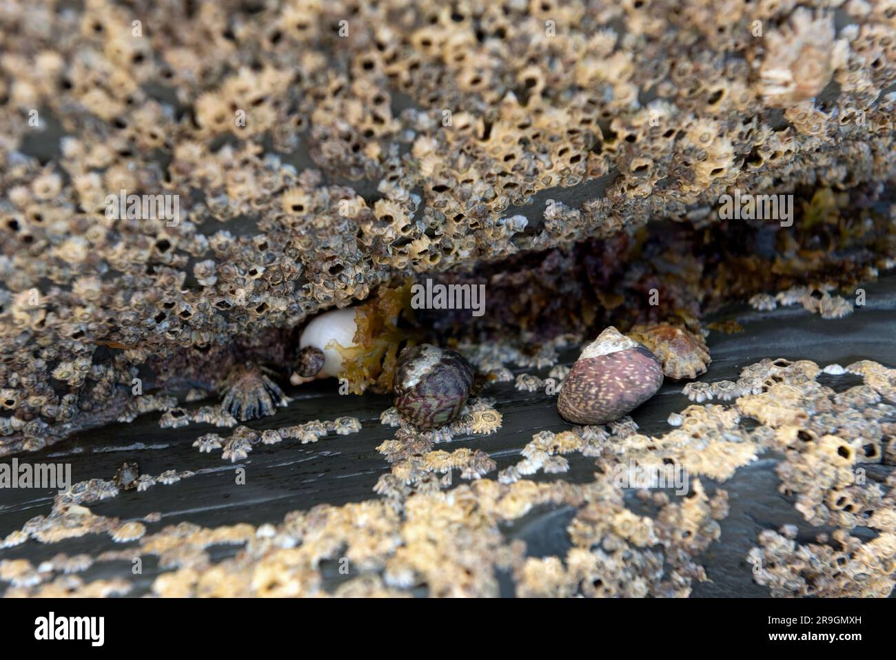Barnacles barnacles shells hi-res stock photography and images - Alamy