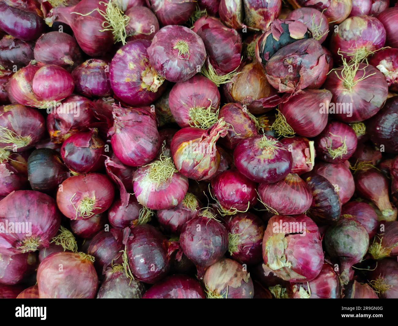 Closeup a small red onion sold in a supermarket Stock Photo - Alamy