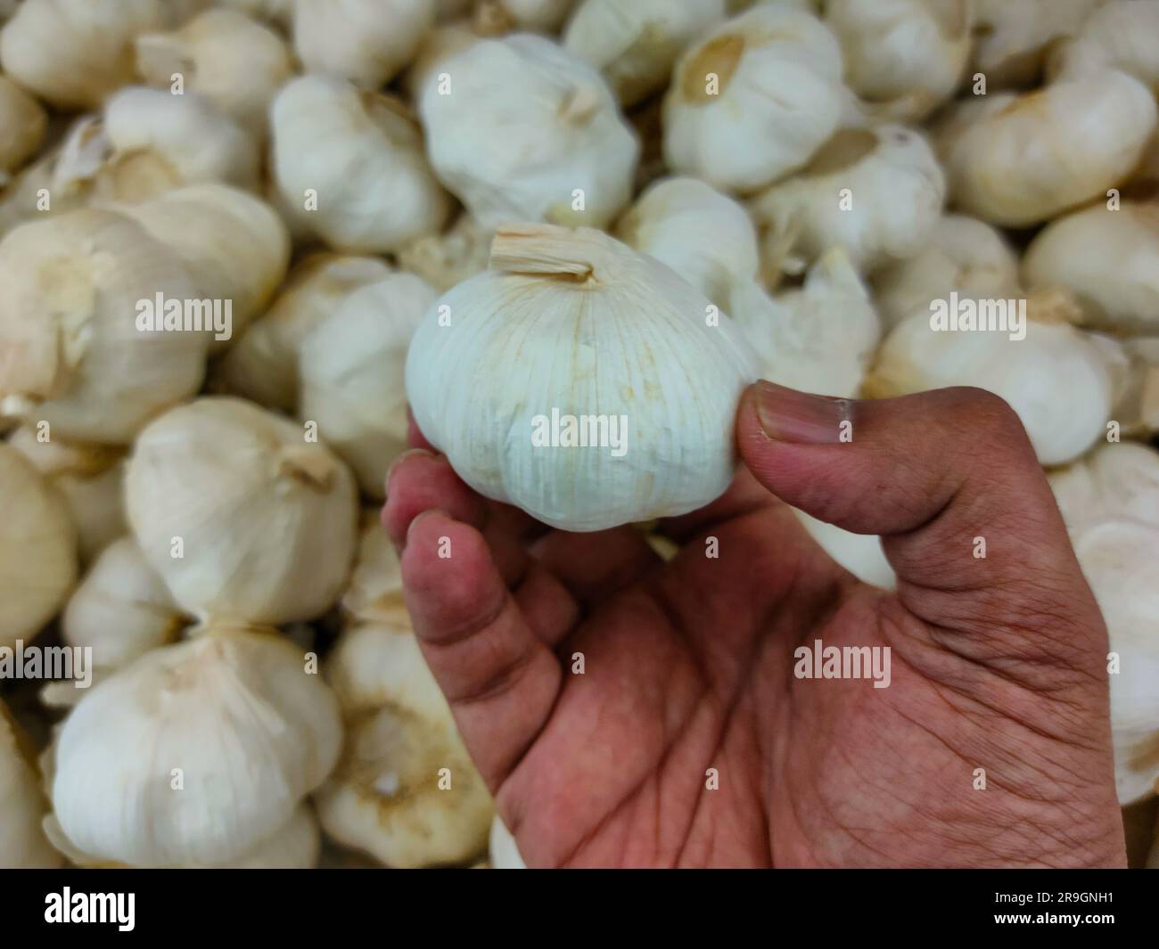 Closeup someone hand holding garlic sold in a supermarket Stock Photo ...