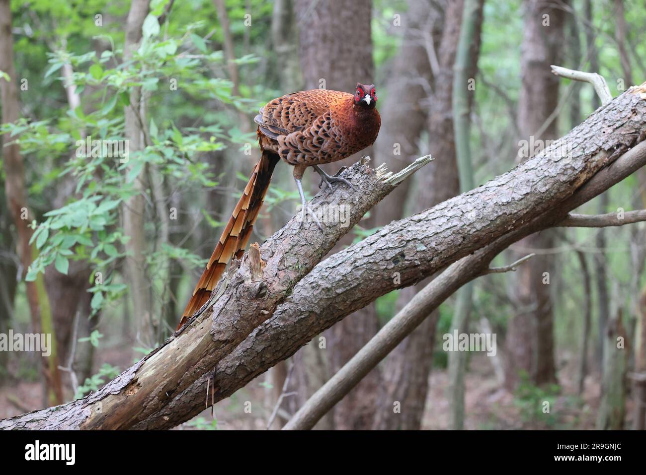 Copper Pheasant (Syrmaticus soemmerringii) ssp.soemmerringii, north ...