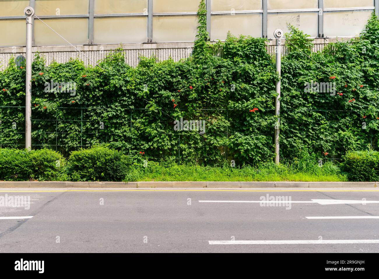 road side view. There is a noise barrier overgrown with jacaranda vines ...