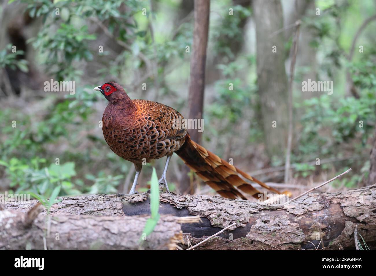 Copper Pheasant (Syrmaticus soemmerringii) ssp.soemmerringii, north ...
