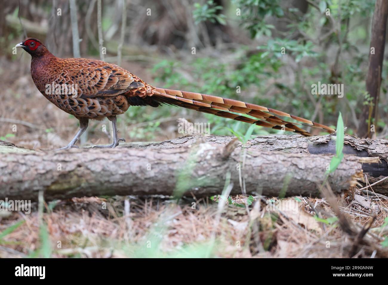 Copper Pheasant (Syrmaticus soemmerringii) ssp.soemmerringii, north ...