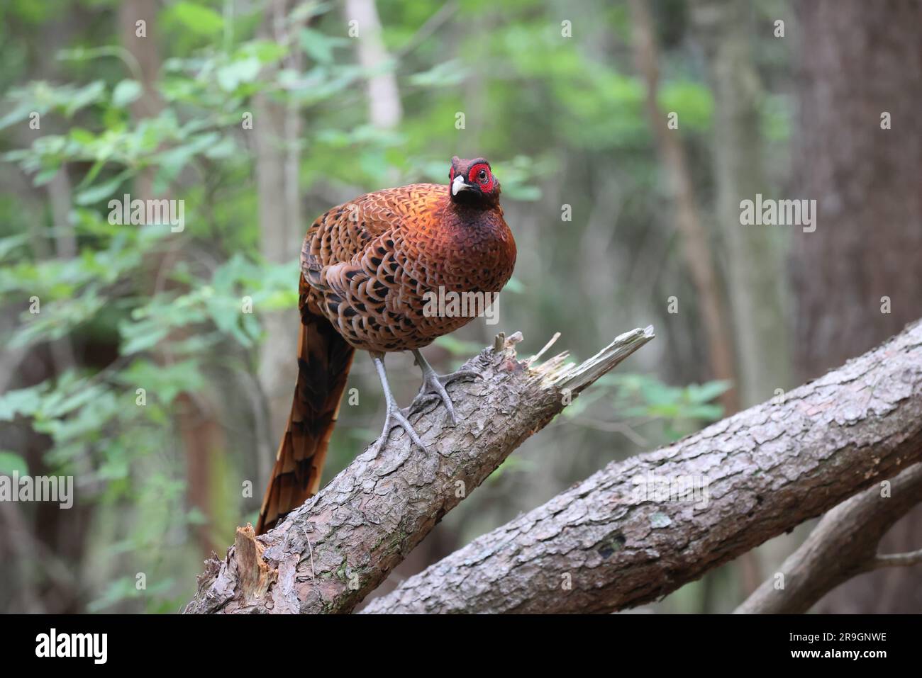 Copper Pheasant (Syrmaticus soemmerringii) ssp.soemmerringii, north ...