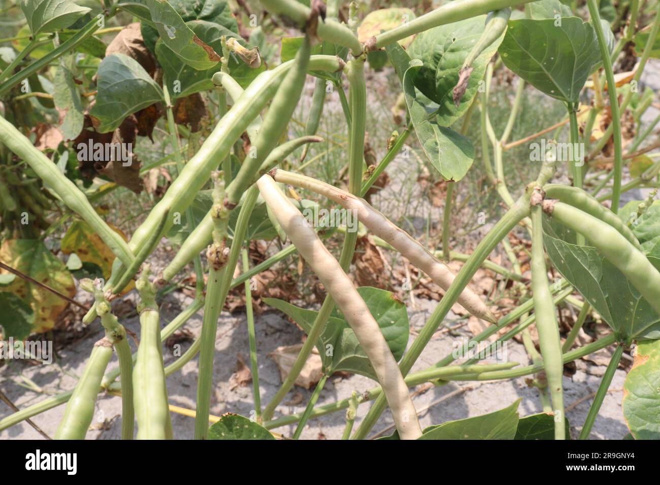 Cow beans hi-res stock photography and images - Alamy