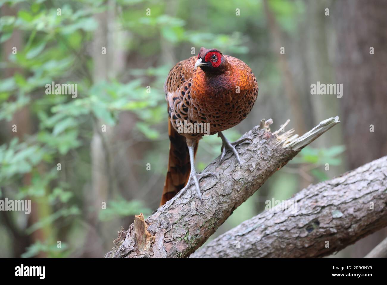 Copper Pheasant (Syrmaticus soemmerringii) ssp.soemmerringii, north ...