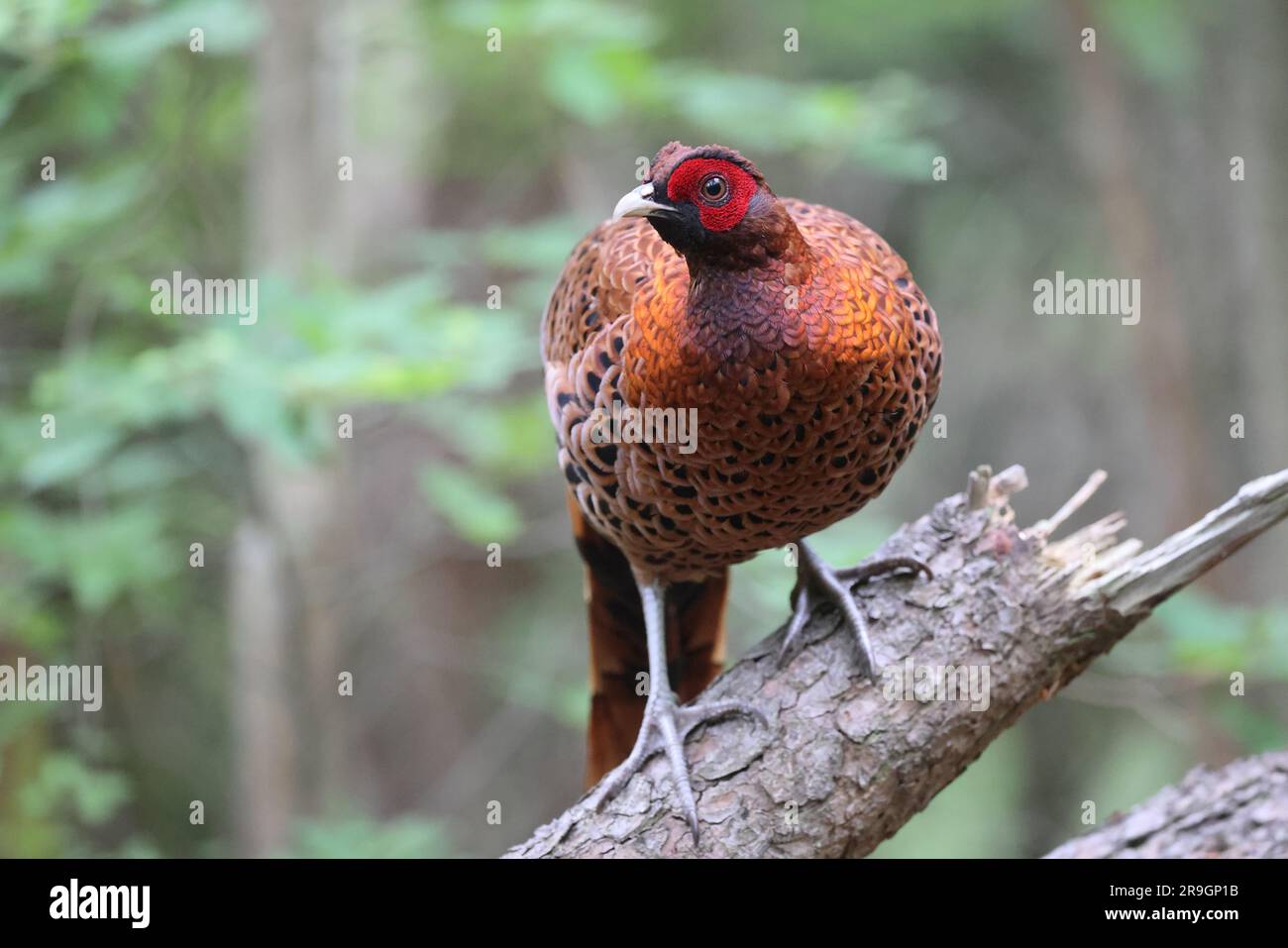 Copper Pheasant (Syrmaticus soemmerringii) ssp.soemmerringii, north ...