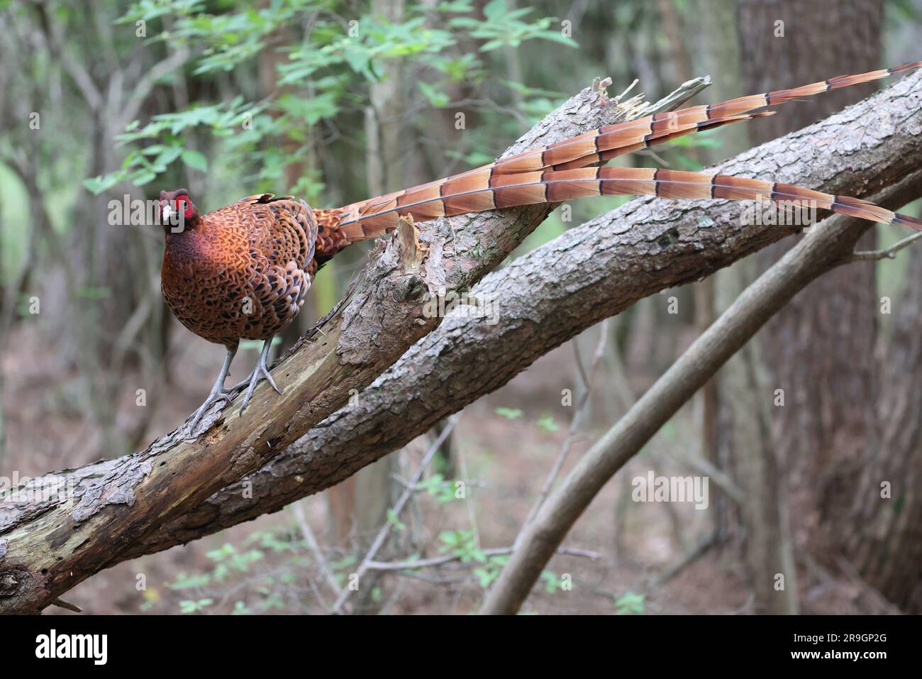 Copper Pheasant (Syrmaticus soemmerringii) ssp.soemmerringii, north ...