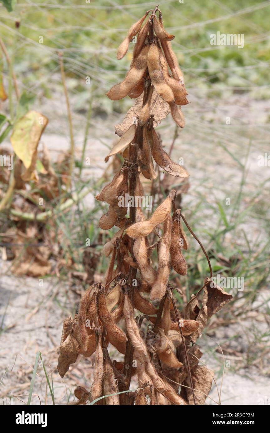 ripe soybean on tree in farm for oil harvesting are cash crops Stock ...