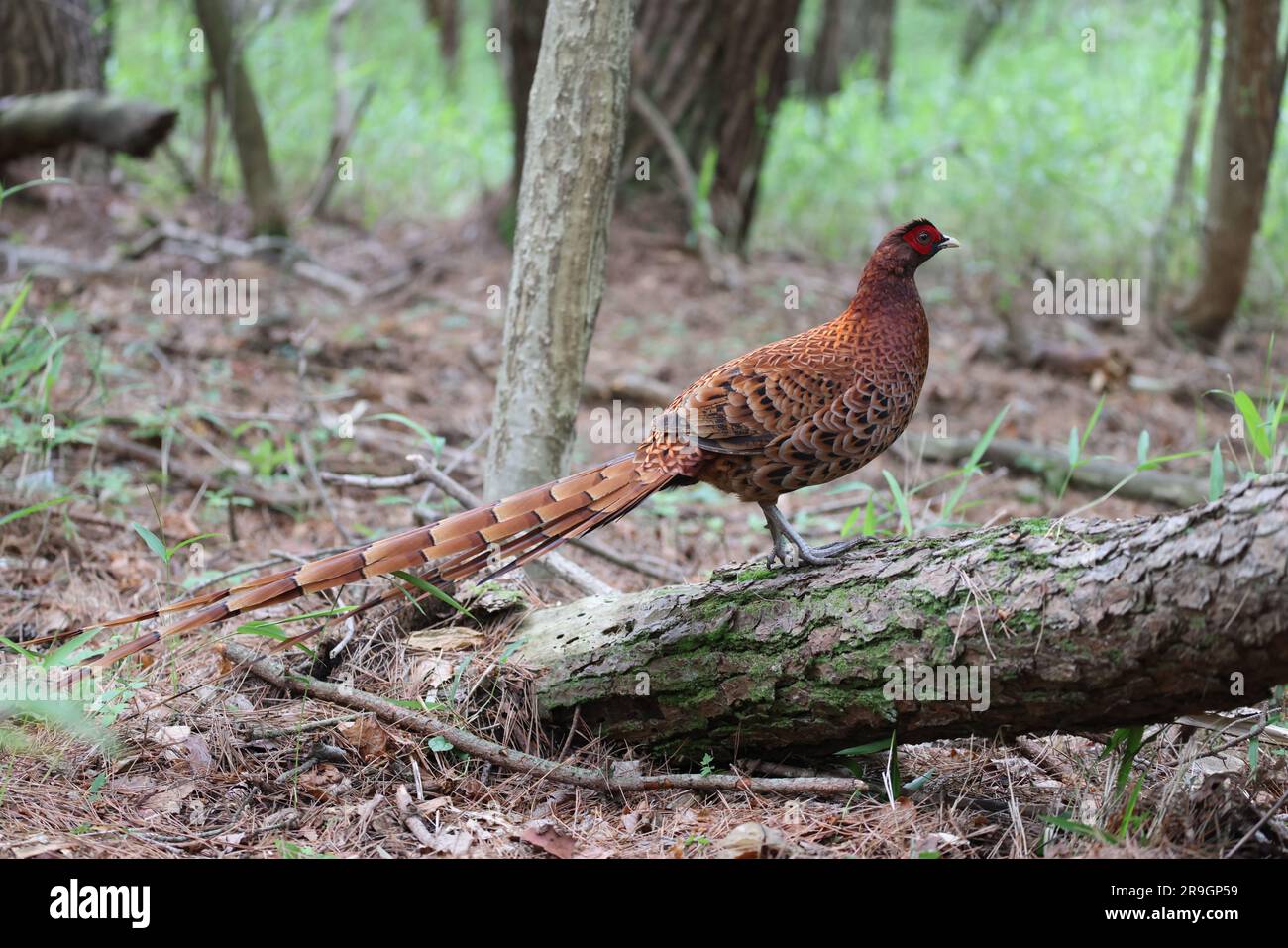 Copper Pheasant (Syrmaticus soemmerringii) ssp.soemmerringii, north ...