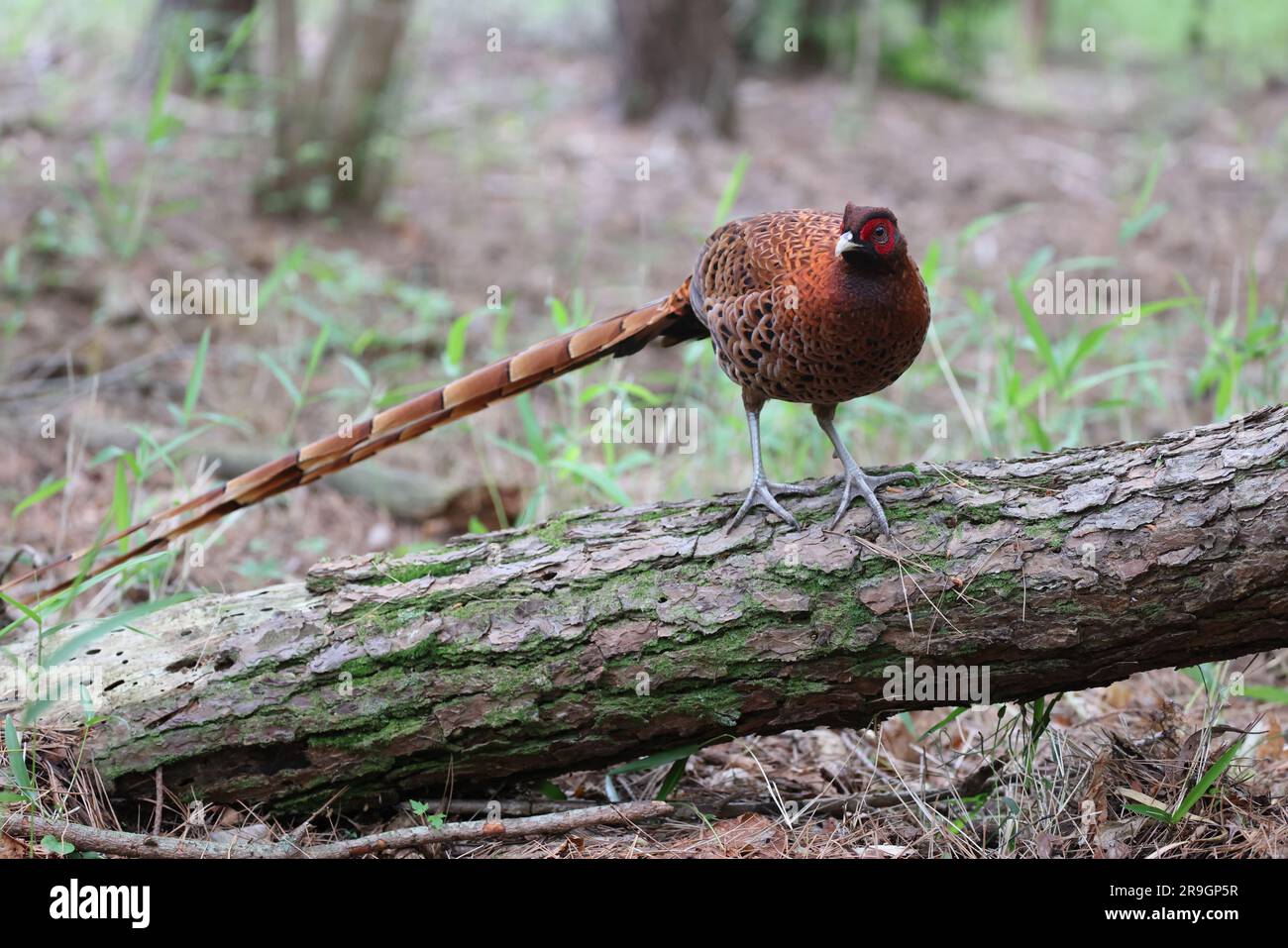Copper Pheasant (Syrmaticus soemmerringii) ssp.soemmerringii, north ...