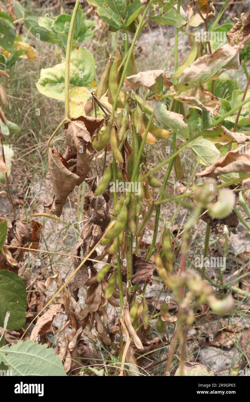 Soybean oil plant hi-res stock photography and images - Alamy