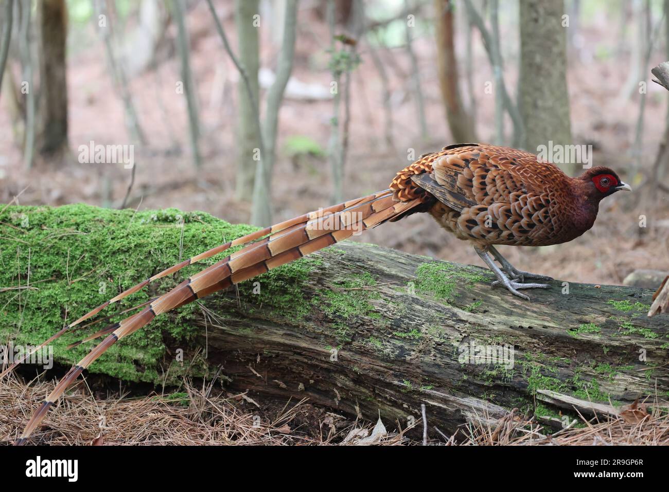 Copper Pheasant (Syrmaticus soemmerringii) ssp.soemmerringii, north ...